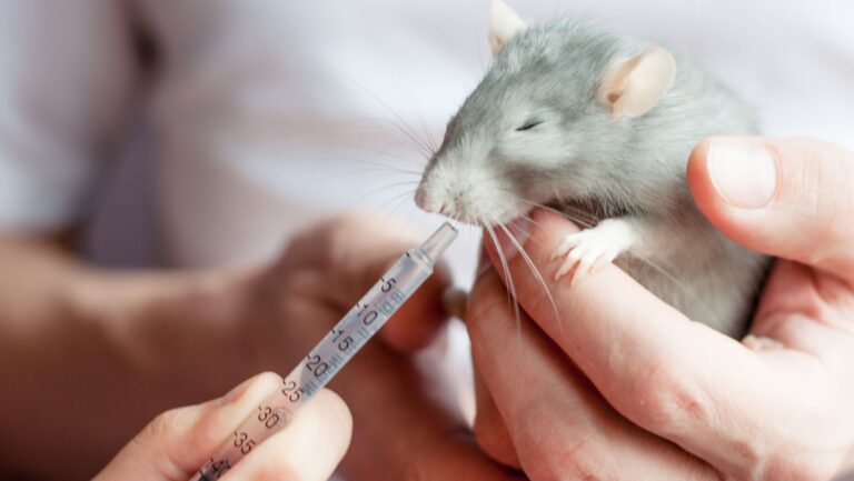 Can Rats Have Toothpaste? Pros And Cons - Power Tooth Paste